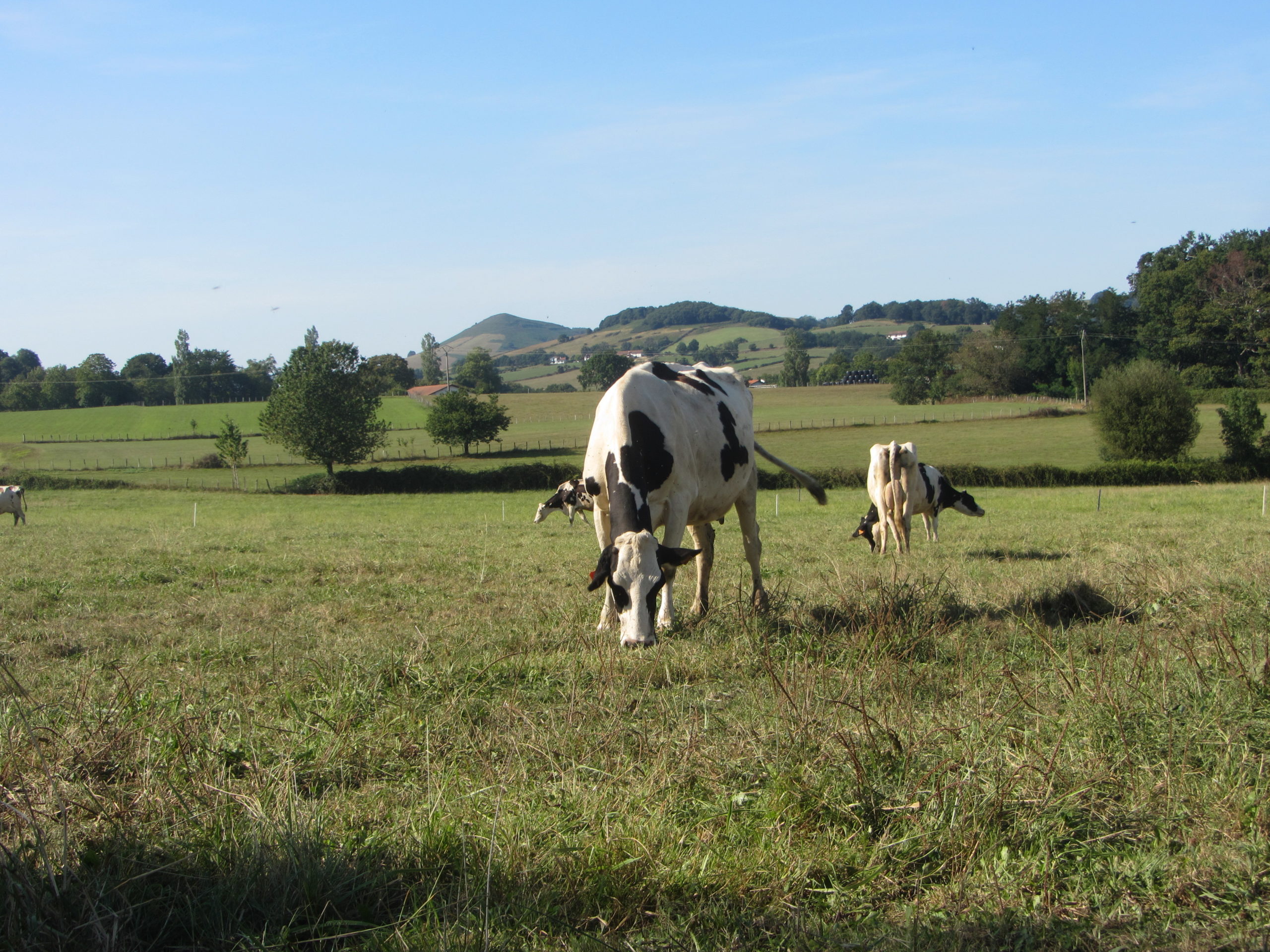 Le pâturage tournant dynamique - Ferme Ezponda